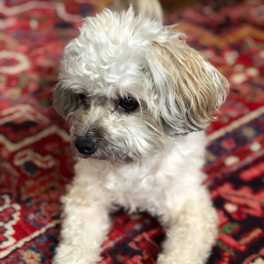 Liam Bonner Stitches A New Garment In The Age of Coronavirus